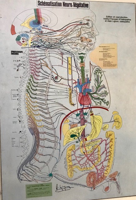 Leaving Traces: Looking at the Anatomy and Health of Circus Artists ...